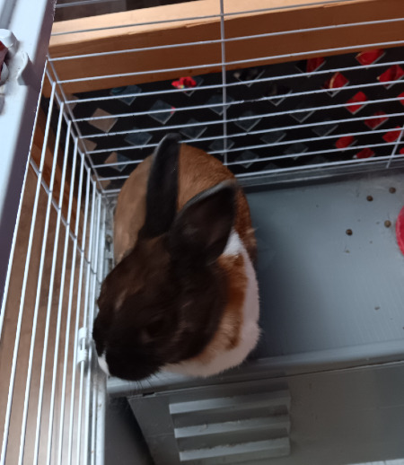 Job: Daily feeding of rabbit and house check for insurance policy ...